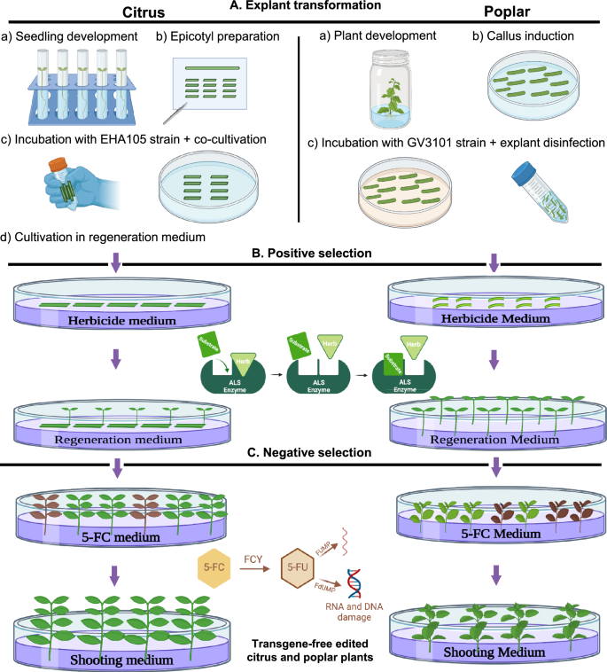 Transgene-free genome editing in citrus and poplar trees using positive ...