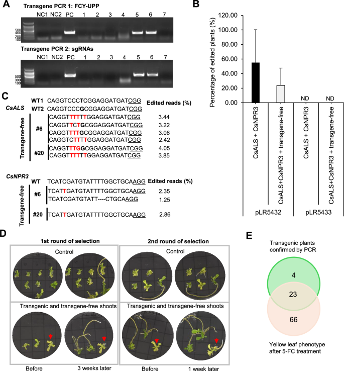 Transgene-free genome editing in citrus and poplar trees using positive ...