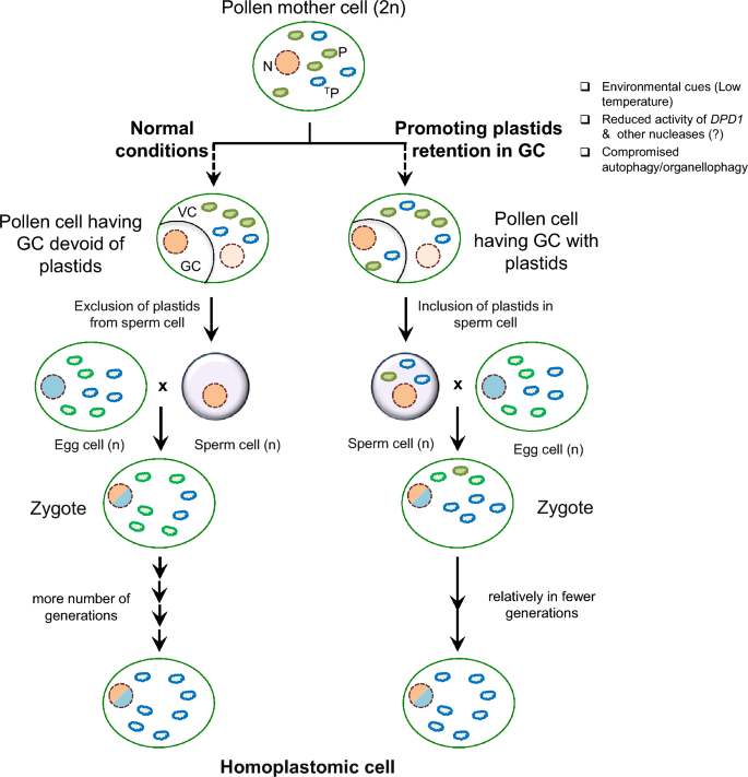 Biparental plastid inheritance and its implications in plastid genome ...