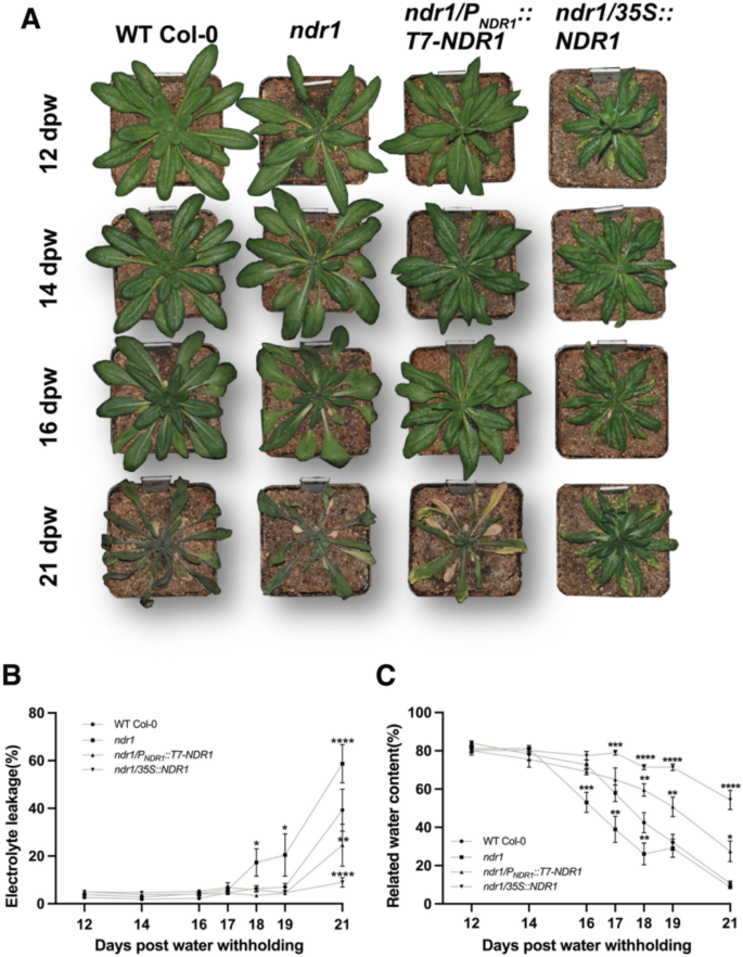 Immune signaling and drought tolerance mediated by NDR1-AHA5 regulation ...