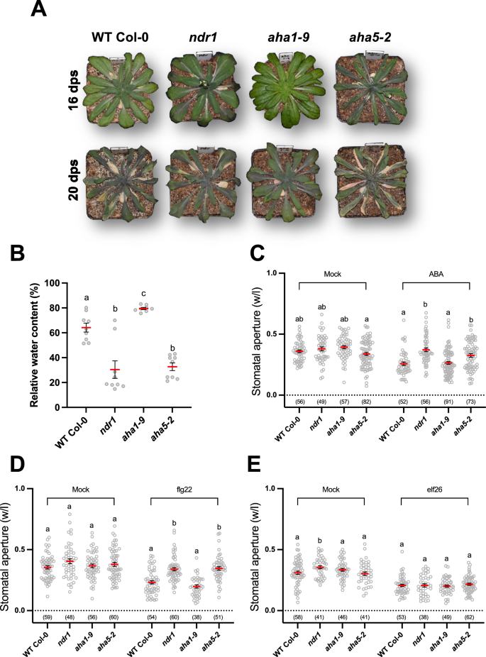 Immune signaling and drought tolerance mediated by NDR1-AHA5 regulation ...