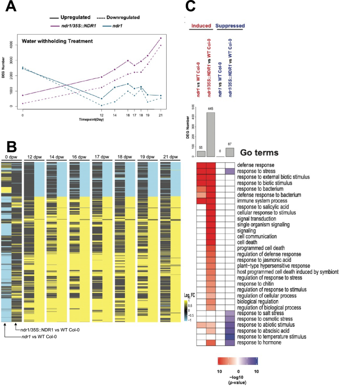 Immune signaling and drought tolerance mediated by NDR1-AHA5 regulation ...