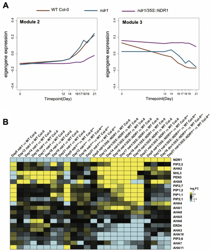 Immune signaling and drought tolerance mediated by NDR1-AHA5 regulation ...
