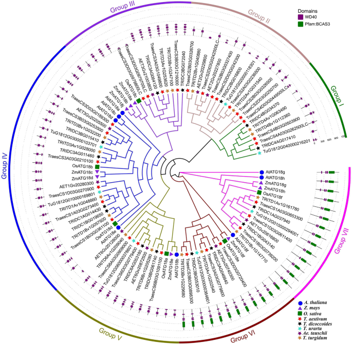 Identification of ATG18s in Triticeae reveals wheat TaATG18-5′s crucial ...