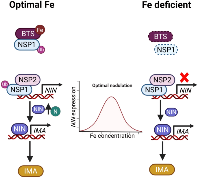 Correction: BRUTUS at the crossroad of iron uptake and nodulation ...