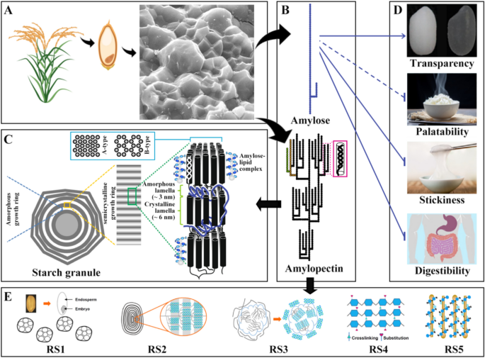 Starch branching enzyme: structure, key functional sites, and ...