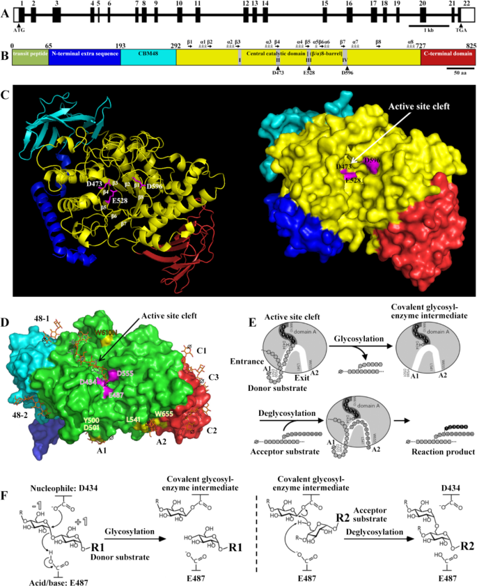 Starch branching enzyme: structure, key functional sites, and ...