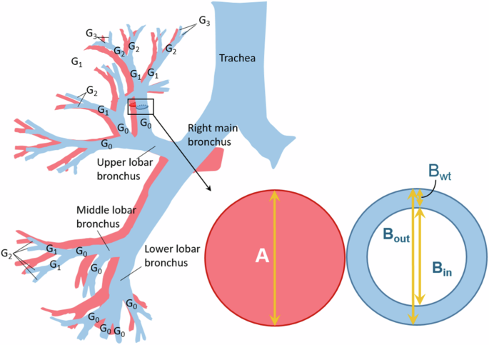 Normative values for lung, bronchial sizes, and bronchus-artery ratios ...