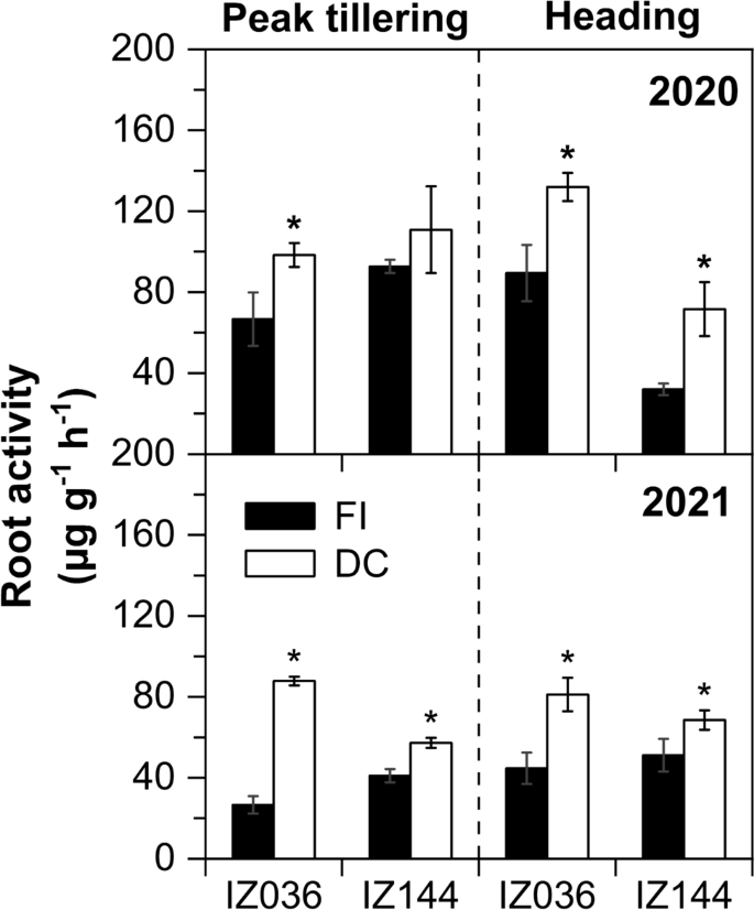 Comparison of Drought Stress Responses in Large- and Small-Rooted Rice ...