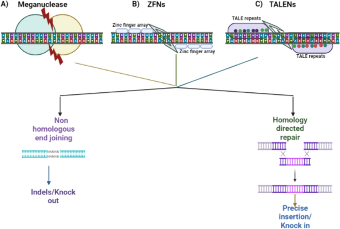 Gene Editing: Paving the Way for Enhancing Plant Tolerance to Abiotic ...