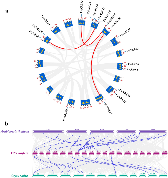 Genome-Wide Identification and Expression Analysis of the NRL (NPH3/RPT2-Like) Family in Vitis ...
