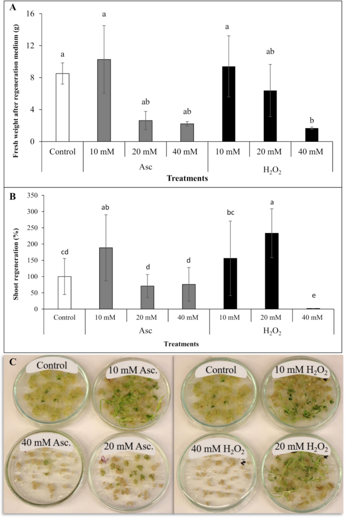 Differences in the Improvement of Regeneration Ability of Wheat Calli ...