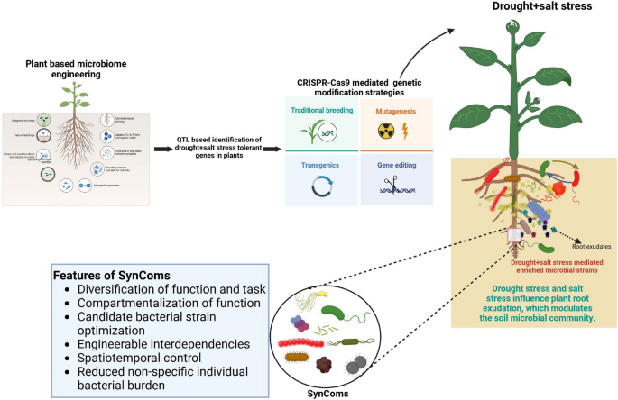 Unleashing Crop Resilience: Microbiome Engineering for Drought and Salt ...