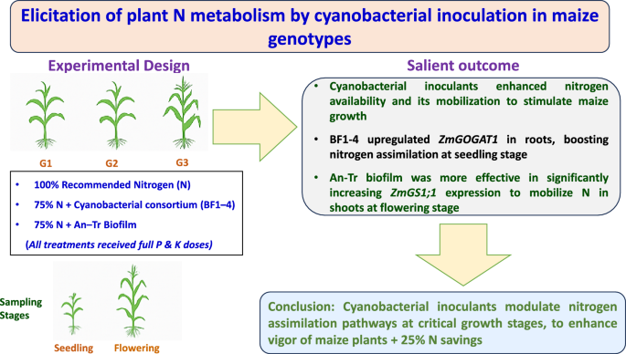 Elicitation and Stimulation of Nitrogen Metabolism and Growth by ...
