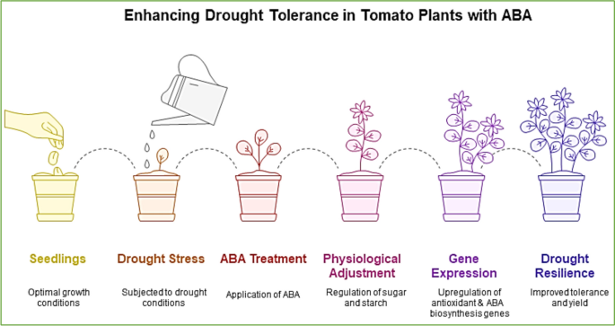 Exogenous Abscisic Acid (ABA) Enhanced Drought Tolerance by Regulating ...