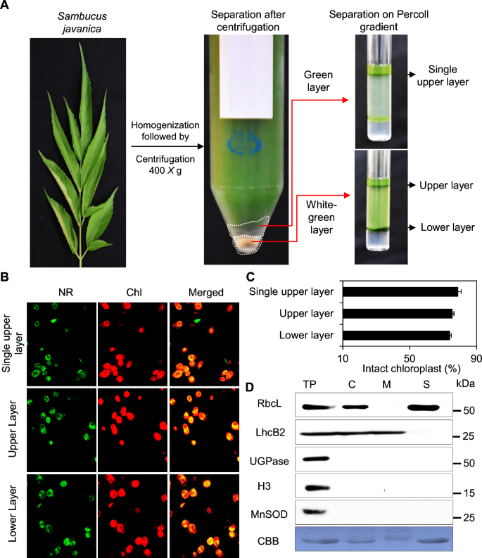 An Improved Method for Isolating Intact Chloroplasts from Different ...