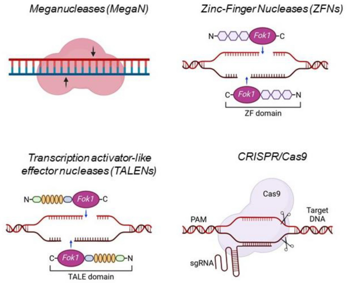 Stress Resilience in Tuber Crops: A Closer View on Genome Editing and ...