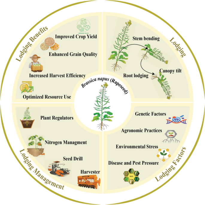 Enhancing Lodging Resistance in Rapeseed Strategies for Sustainable ...