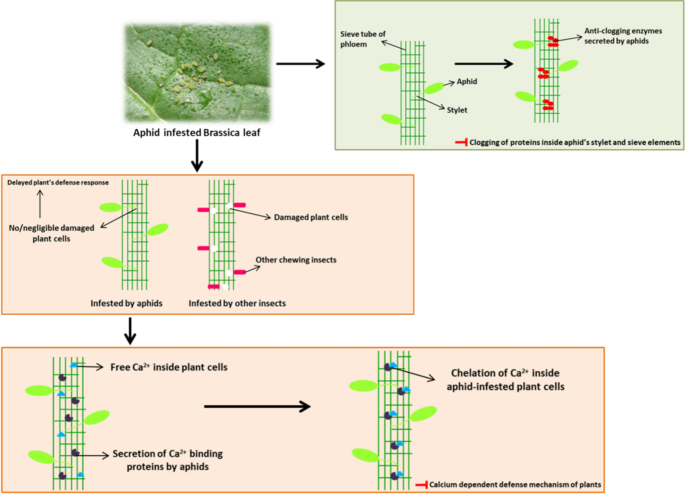 Whole Genome Sequencing and Subtractive Genomics of Lipaphis erysimi: A ...