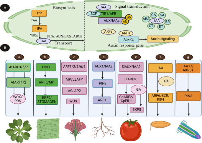 Regulating Plant Growth and Defense: Multifaceted Roles of Auxin in ...