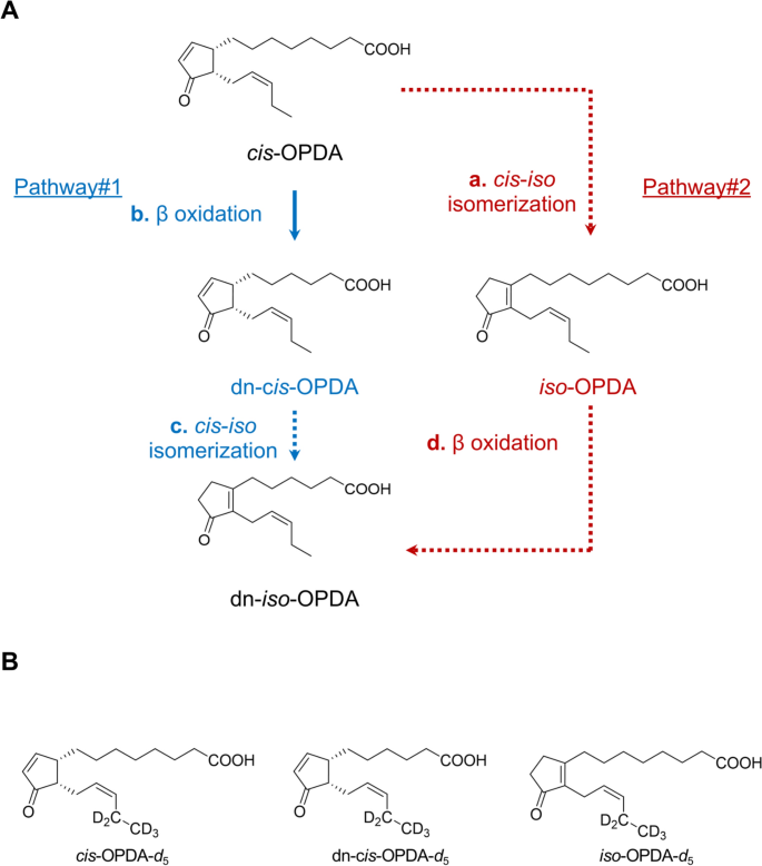 Distinct OPDA Biosynthesis Pathways in the Liverwort Marchantia ...