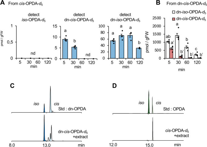 Distinct OPDA Biosynthesis Pathways in the Liverwort Marchantia ...