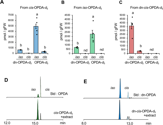 Distinct OPDA Biosynthesis Pathways in the Liverwort Marchantia ...