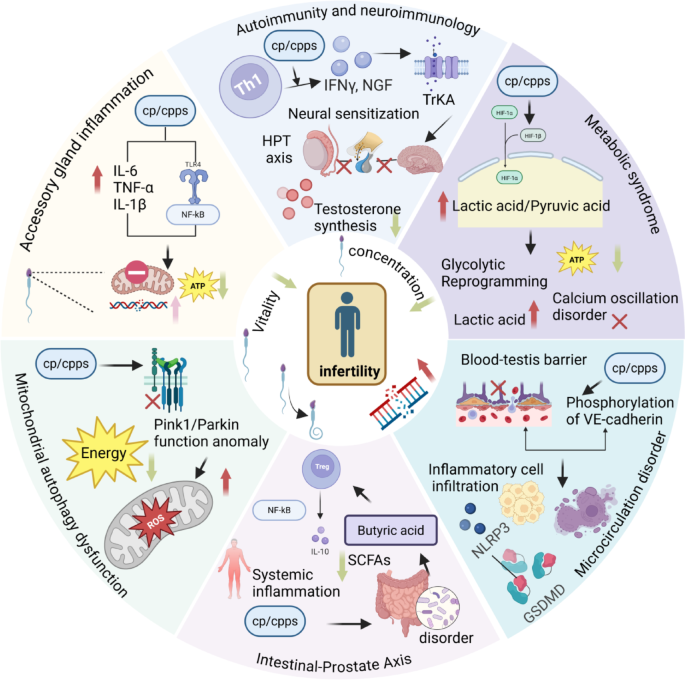 Chronic prostatitis and male infertility: association mechanism and ...