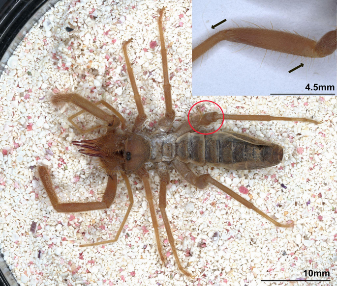 Electrophysiological and behavioral responses of elongated solifuge ...