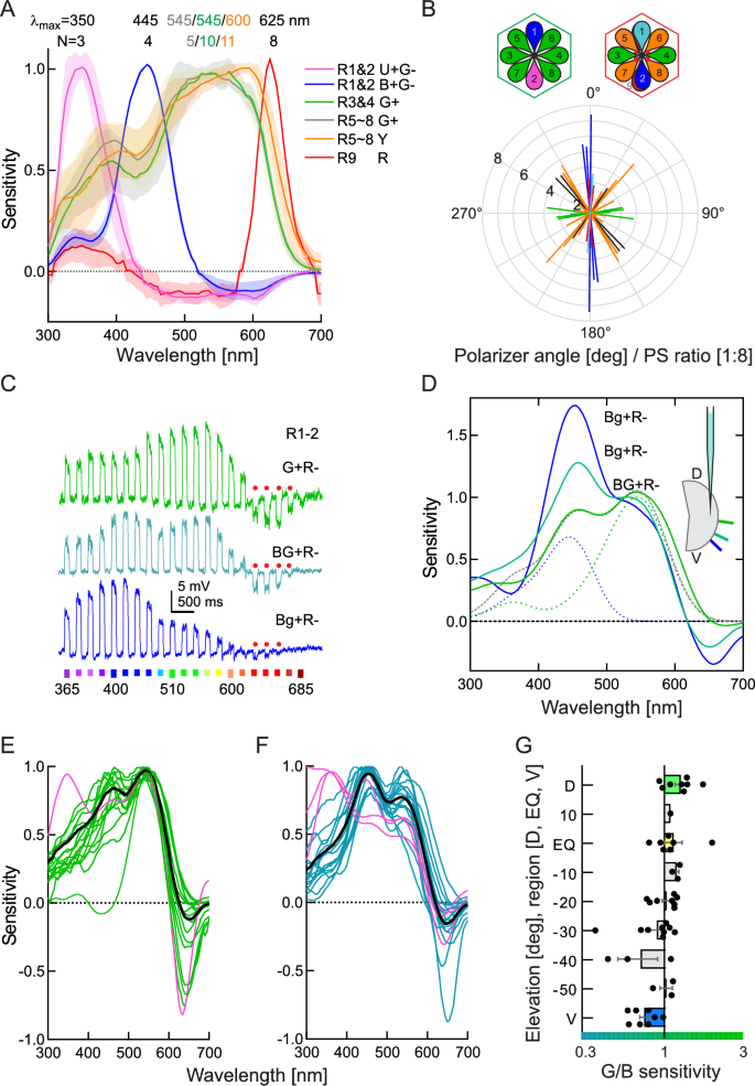 Graded opsin co-expression along the butterfly retina fine tunes the ...
