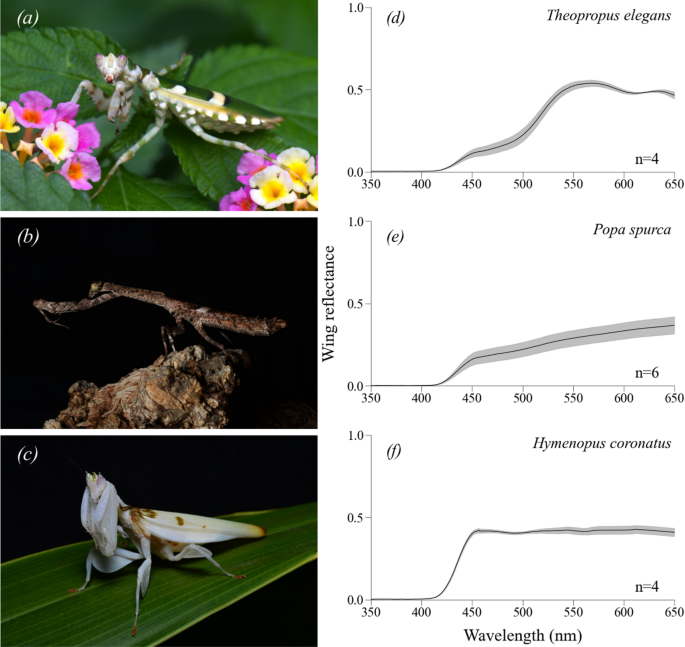 Praying mantises possess multiple spectral photoreceptor classes ...