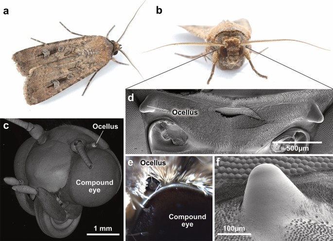 The visual system of a nocturnal long-distance migrant, the Australian ...