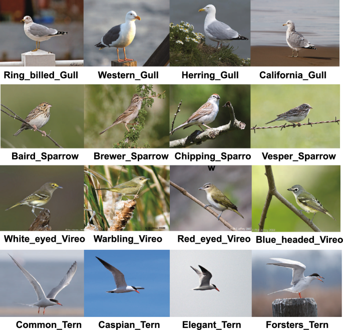 TransFGVC: transformer-based fine-grained visual classification | The Visual Computer