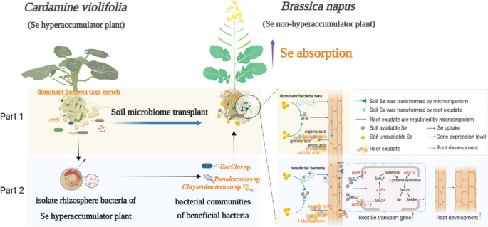 Bacteria from the rhizosphere of a selenium hyperaccumulator plant can ...
