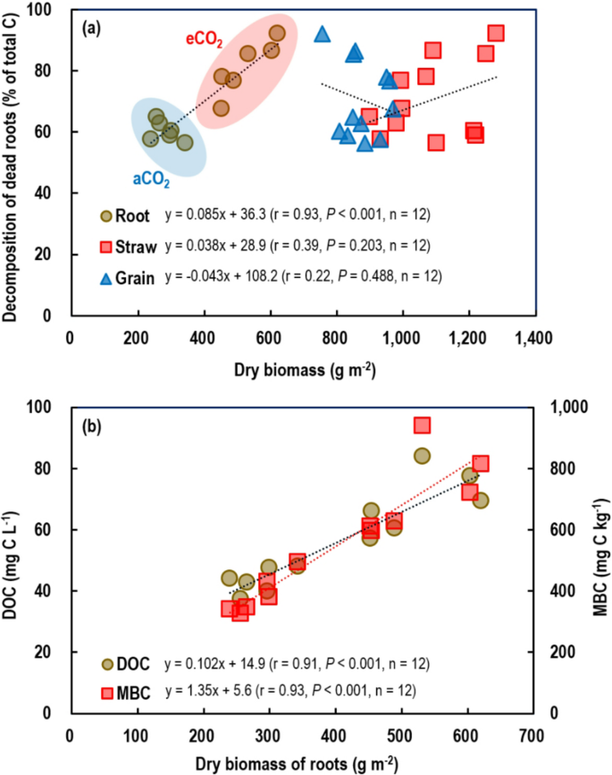 Living roots enhance the decomposition of dead roots rather than native ...