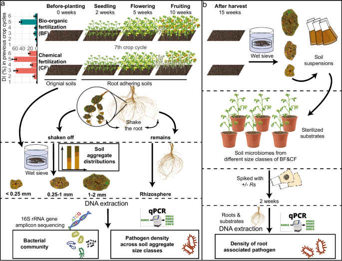 Bio-organic fertilizer amendment helps suppress tomato bacterial wilt ...