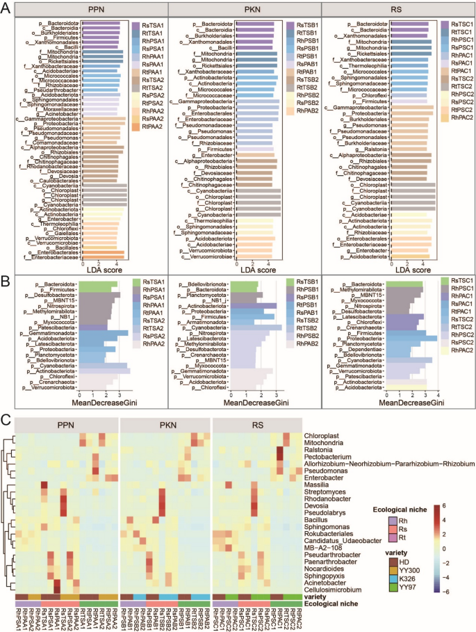 Root-associated microbiome dynamics reveal ecological responses to soil ...