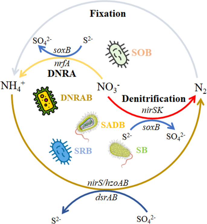 Sulphur wheel: A neglected driver for the coupling of multi-element ...