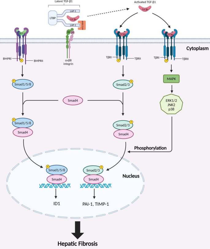 Systematic review of the mechanism and assessment of liver fibrosis in ...