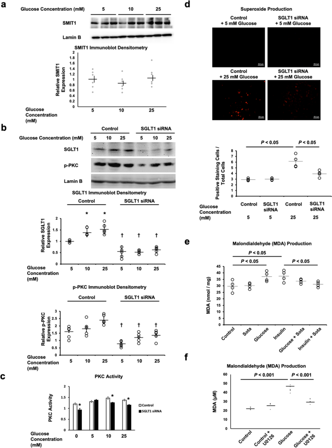 Cardiac sodium-glucose co-transporter 1 (SGLT1) contributes to heart ...
