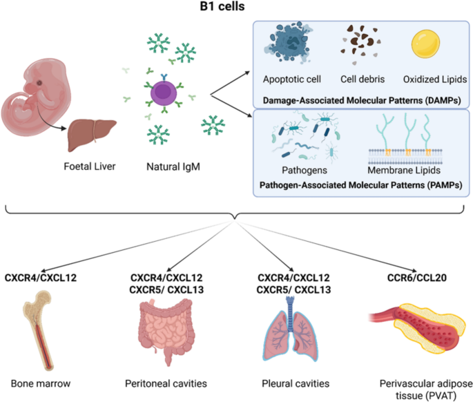 Chemokine–receptor-guided B-cell immunity in cardiovascular disease ...