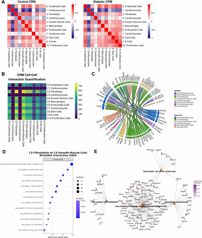 Single cell and spatial transcriptomic profiling of the type 2 diabetic ...