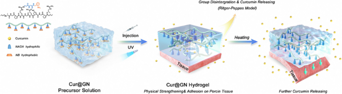 Fully physically reinforced hydrogels: a periodic curcumin delivery ...