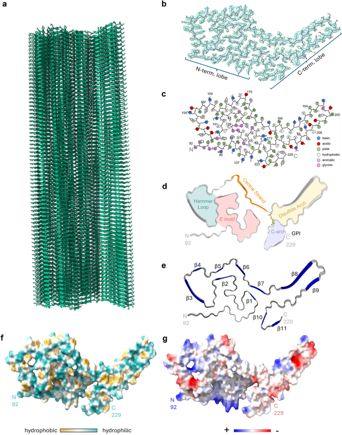 Cryo-EM structure of a natural prion: chronic wasting disease fibrils ...