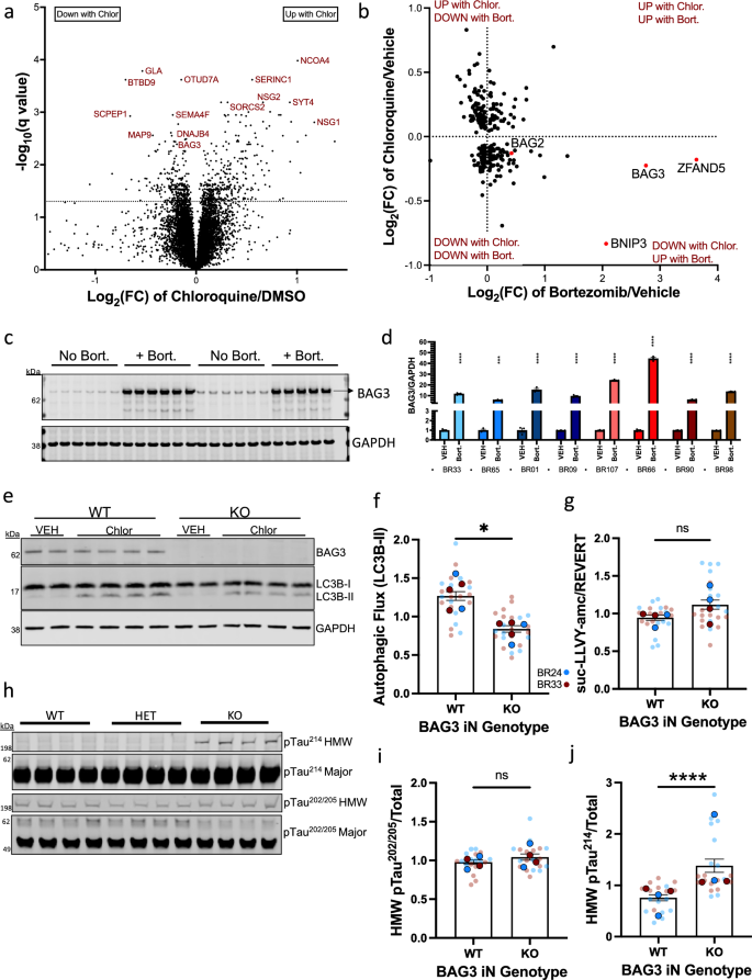 Genetic and proteomic analysis identifies BAG3 as an amyloid-responsive ...