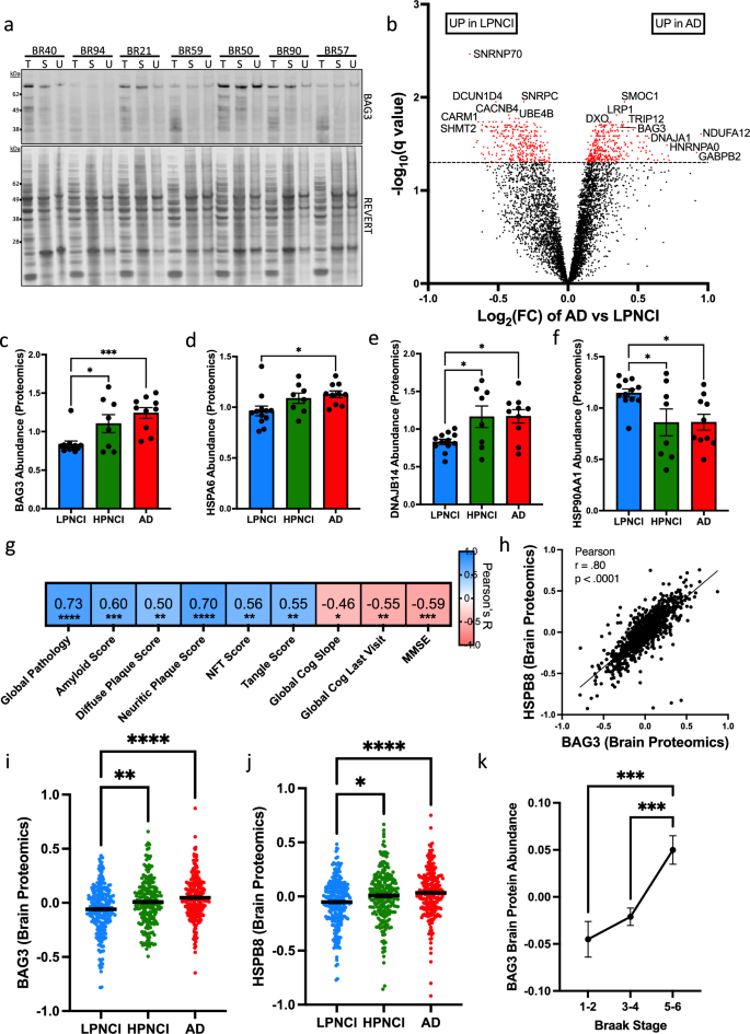 Genetic and proteomic analysis identifies BAG3 as an amyloid-responsive ...