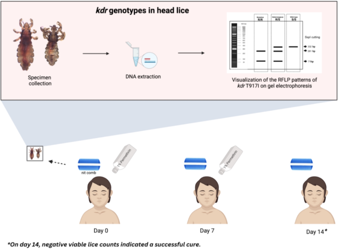 The association between knockdown resistance and treatment outcome of 1% permethrin lotion in ...