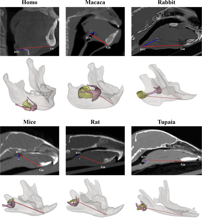 Assessing the application potential of different species as obstructive ...