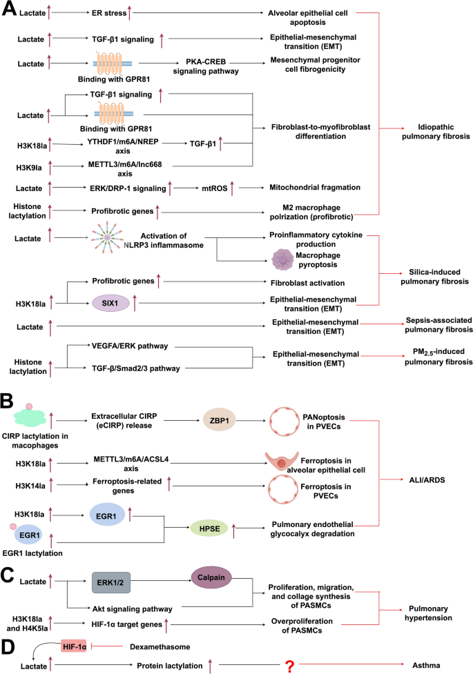 Lactate and Lactylation in Respiratory Diseases: from Molecular ...