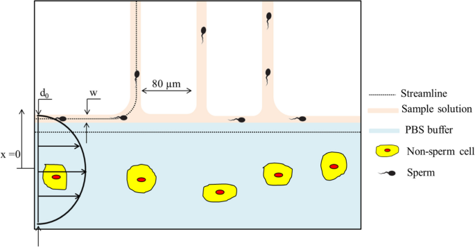 Advancements in differentiation between sperm cells and epithelial ...